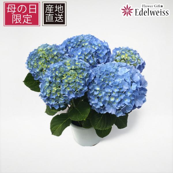 【商品名】アジサイ ブルーダイヤモンド5号鉢【商品について】美しい青が鮮やかに魅せる花色です。母の日限定販売の珍しい人気のアジサイです。群馬県の登坂園芸より発送します。【サイズ】5号鉢※植物の為、入荷状況や生育状況によりましては、掲載してい...