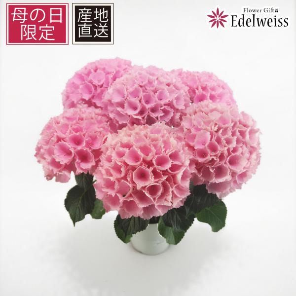 【商品名】アジサイ ピンクセンセーション5号鉢【商品について】柔らかなピンク色が印象的です。てまりタイプで優しい味わいがあります。花色がどんどん鮮やかに変わっていきます。HBA（日本ハイドランジャーブリーダーズ協会）の西洋アジサイシリーズ。...