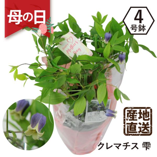 【商品について】雫は、青系が特徴的なつぼ型のクレマチスでとても人気の品種です。花付きがとても良く、状態次第では９月くらいまで花を咲かせることも可能です。３〜４月の１番花は10ｃｍ以下で開花しますが5月以降だと次第に開花位置は上部になります。...