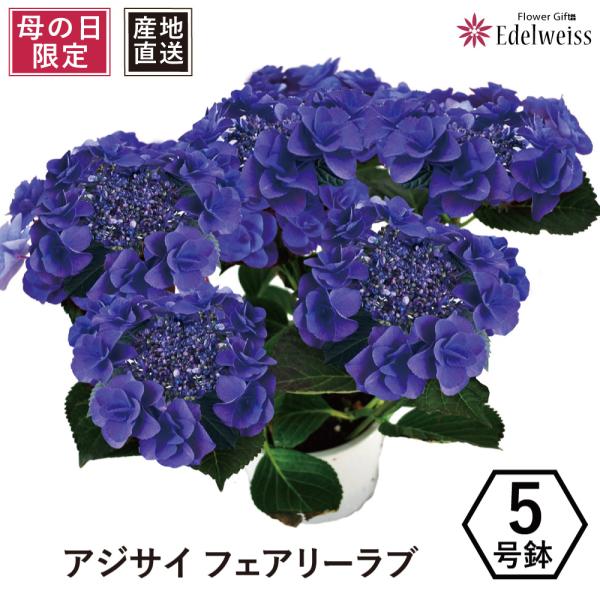 【商品情報】「フェアリーラブ」は、群馬県アジサイ研究会の生産者限定生産の品種です。登坂園芸より発送します。まるで小さなバラのような、エレガントなフォルムをした花弁が美しいアジサイで、優雅な花姿はとても人気があります。鮮やかなブルー系の花弁は...