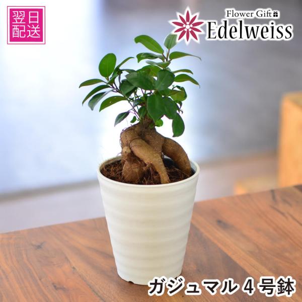 ガジュマル4号鉢ギフトラッピング付き。沖縄から屋久島にかけて自生している樹木です。独特な形が特徴で、手入れが簡単で育てやすく初心者の方も育てやすいです。【サイズ】高さ：30cm前後（植物のため多少前後します）【管理】春〜夏にかけては日当たり...