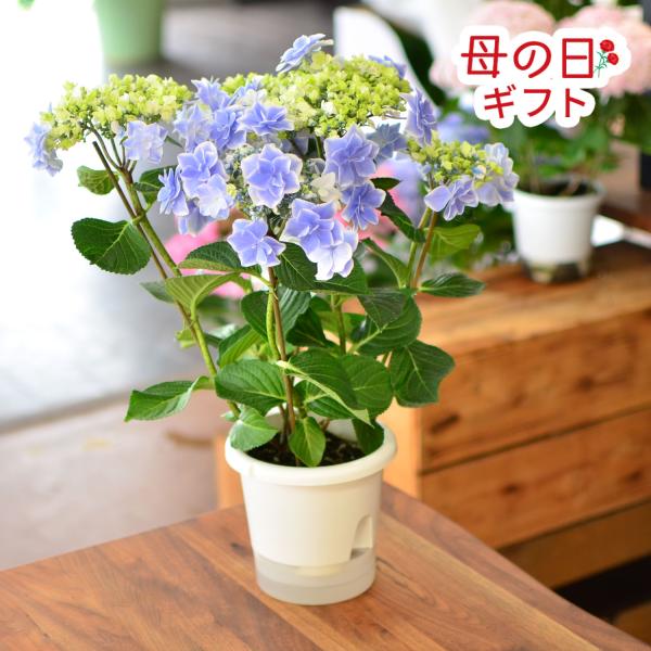 【商品について】あじさい銀河5号鉢ガクアジサイ。島根県オリジナル品種。爽やかなブルーに白の縁取り。開花が進むと、中心部の白い花が沸き立つ雲のように盛り上がり白く縁取られた周囲の花は、まるで夜空に散りばめられた星達が描く「銀河」を想わせます。...