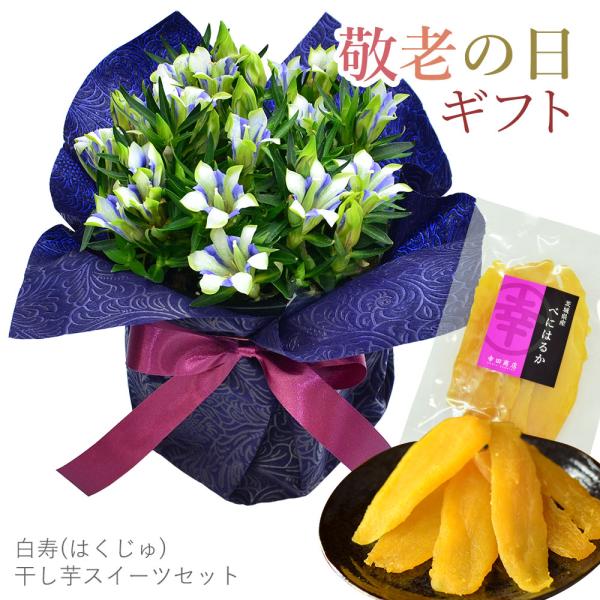 【サイズ】5号鉢※植物の為、入荷状況や生育状況によりましては、掲載している色合い・サイズ等異なる場合がございます。【お届け日】9月18日（金）〜21日（月）の期間にお届け致します。お届け希望日がある場合はその期間でご指定可能です。敬老の日ま...