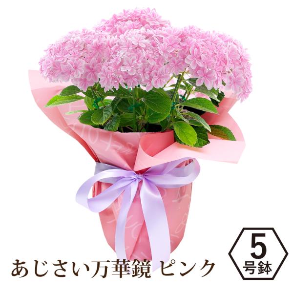 【商品について】八重咲き紫陽花(あじさい)の万華鏡 ピンク 5号鉢です。島根県オリジナルの品種で、新品種コンテスト鉢植え部門で最優秀賞を受賞しました。花びら(装飾花)の中心部に近づくほど色合いが濃くなるグラデーションが美しい人気品種です。母...