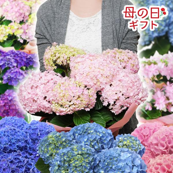 【商品について】ピンク系・ブルー系で品種はおまかせ アジサイの鉢花 5号鉢。こちらのアジサイは、ピンク系・ブルー系からお好きなカラーをお選びいただけます。アジサイの品種のご指定は承ることが出来ません。予めご了承下さいますようお願い申し上げま...