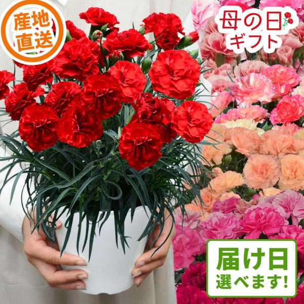 【商品について】何色が届くかはお楽しみ おまかせカーネーション大きな6号鉢。カーネーションの花色は赤系かピンク系になります。色合いや品種を選ぶことは出来ません。「カーネーションの育て方のしおり」を同梱いたしますので、受け取られた方も安心です...