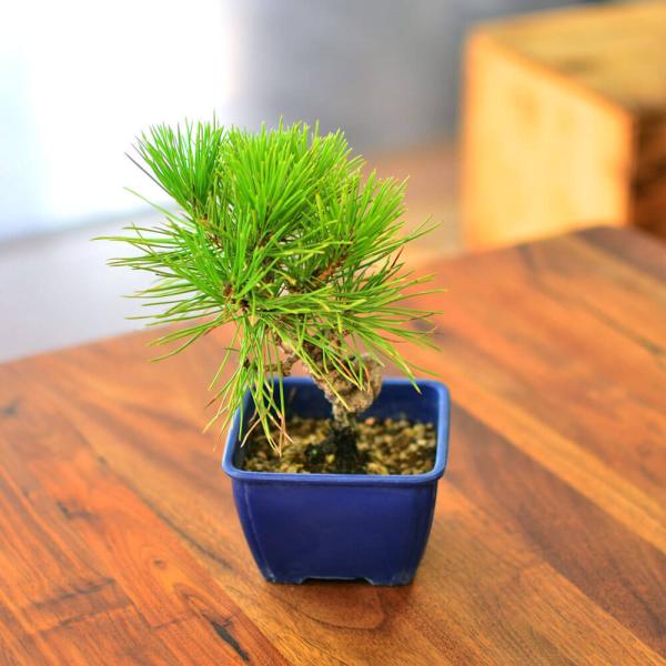■商品の特徴黒松は力強さと長寿を象徴する縁起木。小さな鉢に仕立てたミニ盆栽は、玄関やリビング、デスクなどちょっとしたスペースに置くだけで和の趣を演出してくれます。一年を通して姿の変化を楽しめるのも魅力。丈夫で育てやすいため、初心者の方にも安...