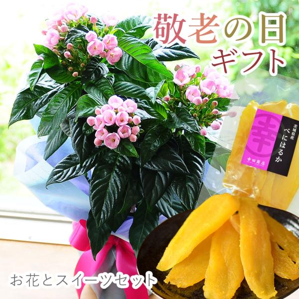 【商品について】におい桜5号鉢と幸田商店の干し芋のセットギフトです。春に咲く桜とは別属の植物です。桜のような花に桃色の蕾、上品な芳香です。基本的にご注文いただき次第最短で発送させていただきます。お届け日をご指定したい場合はご相談ください。【...
