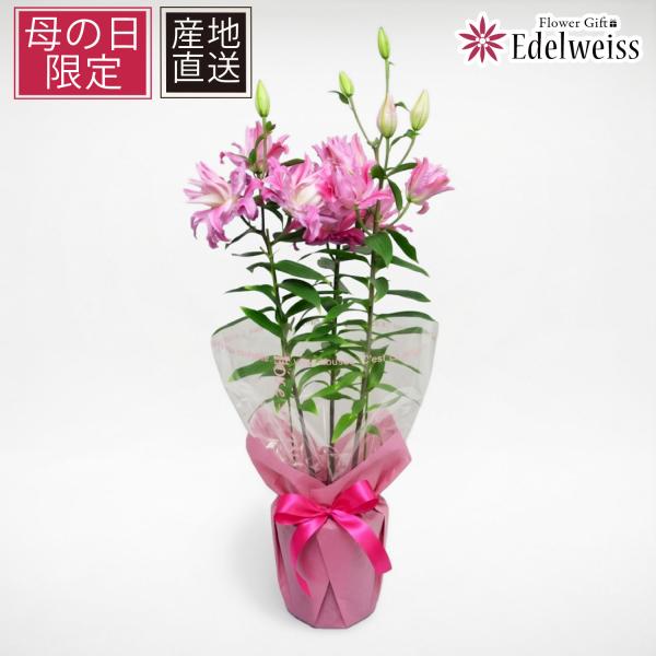 【商品について】ピンク色の八重咲きの花を咲かせるカダンゴの鉢花 3本立です。※画像はイメージです。【サイズ】幅30cm×高さ80cm前後鉢のサイズ：7号鉢（鉢の直径：21cm）【お届けについて】※母の日期間は、大変配送が混み合うため、ご注文...