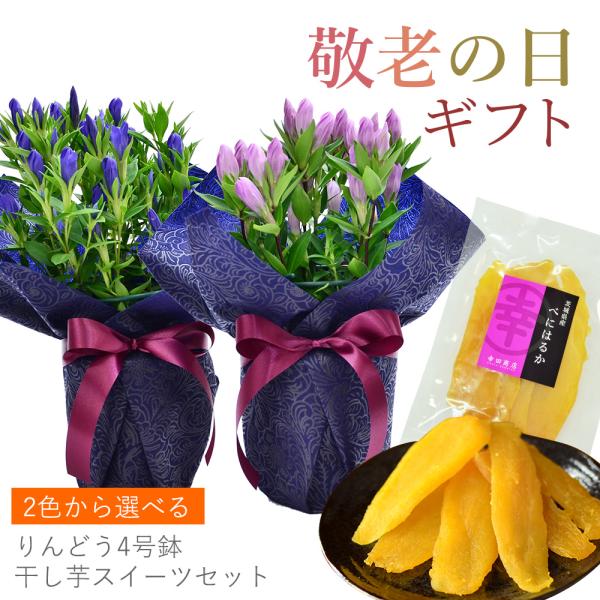 敬老の日ギフトとして人気のりんどう 4号鉢とスイーツのセット【お菓子について】幸田商店の干し芋　べにはるか平切り140ｇ賞味期限／製造日より60日品質特性・干し芋はさつまいもを蒸かして干しただけの加工品のため、原料の成分の個体差や気温、加工...