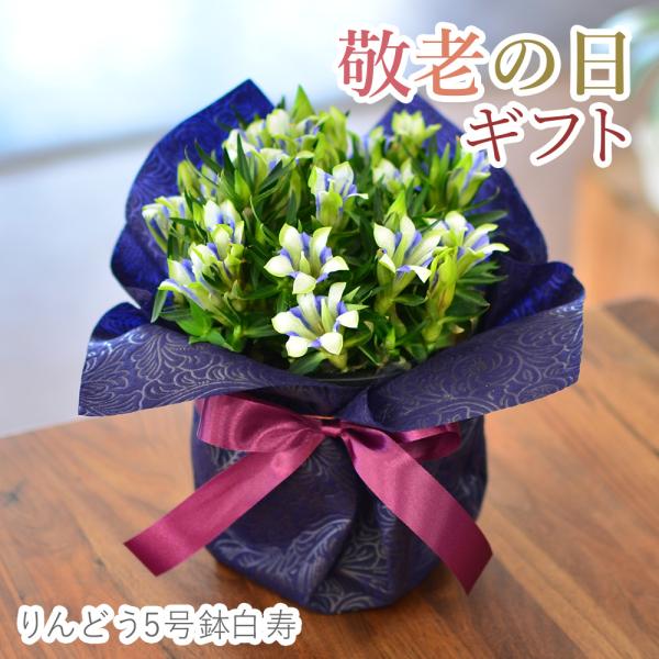 【サイズ】5号鉢※植物の為、入荷状況や生育状況によりましては、掲載している色合い・サイズ等異なる場合がございます。【お届け日】9月18日（金）〜21日（月）の期間にお届け致します。お届け希望日がある場合はその期間でご指定可能です。敬老の日ま...