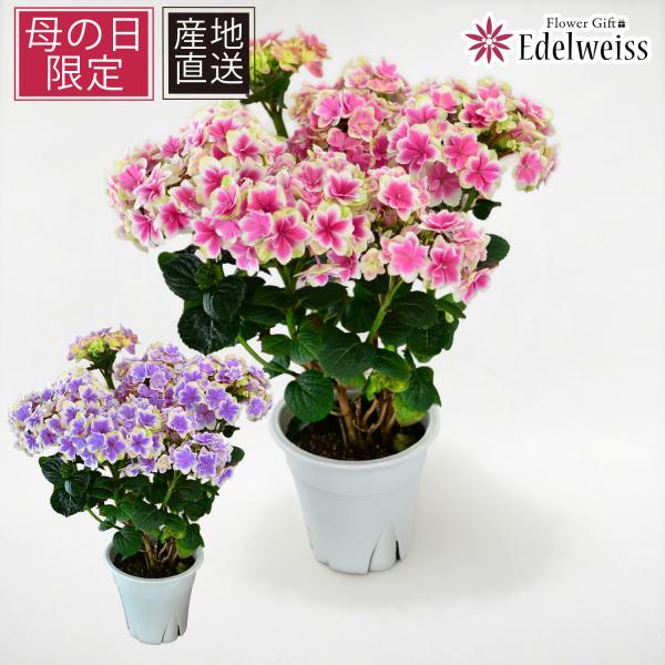 【商品について】凛 5号鉢鮮やかな花色が目を引く、紫陽花「凛（りん）」。その名の通り、背筋が伸びるような「凛」とした佇まいが一番の魅力です。華やかさの中に上品な雰囲気が漂い、お庭やベランダに置くだけでパッと周囲が明るくなります。さらに、比較...
