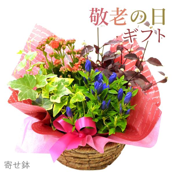 【商品について】敬老の日限定！りんどうの入った寄せ鉢です。※りんどうの色は在庫状況によりピンク色に変更となる場合がございます。※植物のため入荷状況により色合い・サイズ等が多少異なる場合がございます。【サイズ】高さ30cm前後×幅30cm前後...