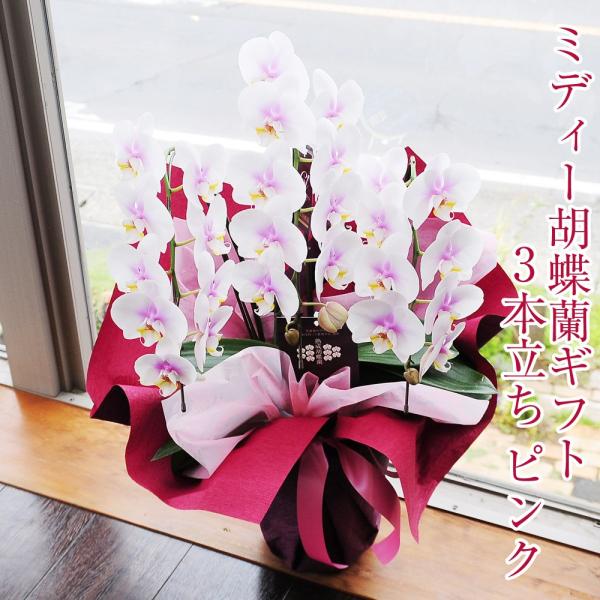 【商品について】・松村洋蘭ミディー胡蝶蘭 3本立ち・育て方のしおり付き・ピンクの色味には幅があります。【サイズ】高さ50cm前後【注意事項】※胡蝶蘭は寒さに大変弱く、お届先地域の最低気温が0℃を下回ると、お花が凍結し枯れてしまう危険性がござ...