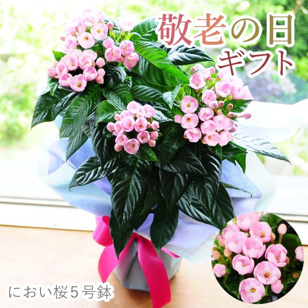 春に咲く桜とは別属の植物です。桜のような花に桃色の蕾、上品な芳香です。【サイズ】5号鉢　高さ：40〜50cm×幅：40cm前後※植物のため多少異なる場合がございます。【お届け日】9月18日（金）〜21日（月）の期間にお届け致します。お届け希...