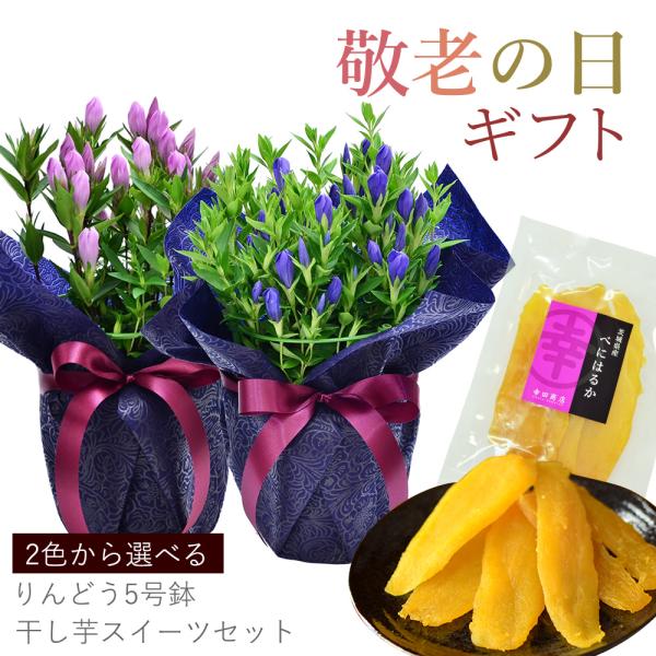【商品について】数量限定！りんどう 5号鉢と幸田商店の干し芋のセットギフトです。お色はブルー系・ピンク系からお選びいただけます。幸田商店の干し芋　べにはるか平切り140ｇ賞味期限／製造日より60日品質特性／・干し芋はさつまいもを蒸かして干し...