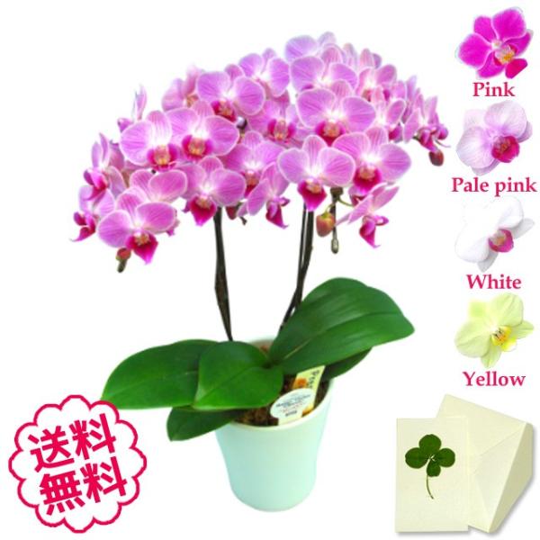 【送料について】本州・四国は送料無料。北海道・九州は別途送料600円（税込）、沖縄は別途送料1500円（税込）。胡蝶蘭ミディ2本立（4.5号）はコンパクトながらも華やかさのある花鉢。可憐な花を沢山咲かせるミディ胡蝶蘭は、ご自宅や小スペースの...