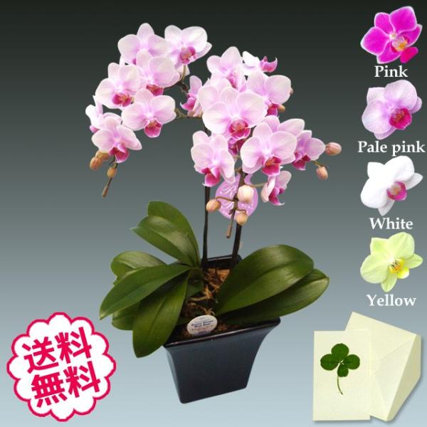 【送料について】本州・四国は送料無料。北海道・九州は別途送料600円（税込）、沖縄は別途送料1500円（税込）。胡蝶蘭ミディ2本立（5号）は、コンパクトながらも華やかさのある花鉢です。可憐な花を沢山咲かせるミディ胡蝶蘭は、ご自宅や小スペース...
