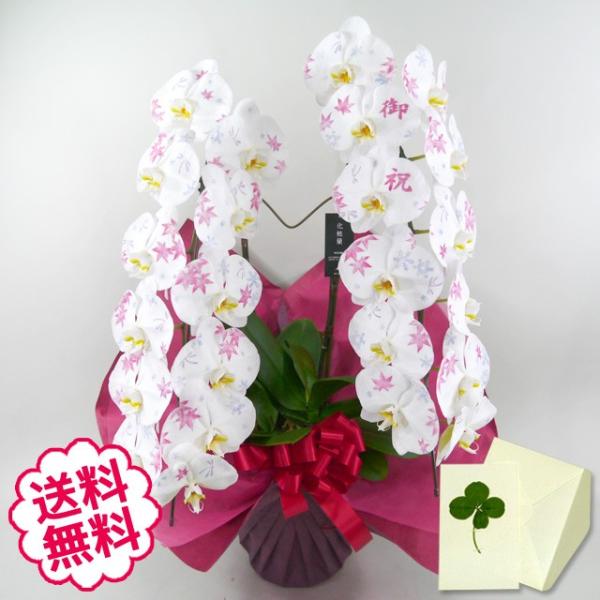 「化粧蘭」（けしょうらん）とは、最高級の胡蝶蘭“白”に季節柄やお祝い文字を蘭専用のパウダーで1本1本丁寧に手作業でお化粧を施した、世界に１つだけの胡蝶蘭の贈り物。お届けの６日前（日祝を除いてカウント）までにはご注文下さい。[お花のプロフィー...