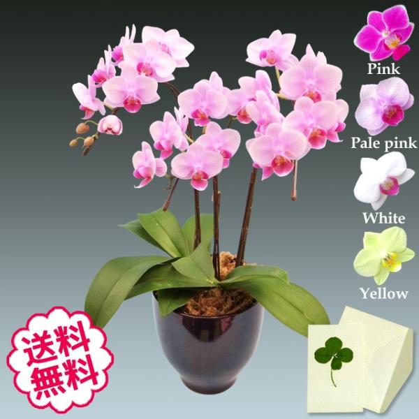 【送料について】本州・四国は送料無料。北海道・九州は別途送料600円（税込）、沖縄は別途送料1500円（税込）。胡蝶蘭テーブル3本立（4.5号）は、コンパクトながらもボリュームある仕上がり。ご自宅や小スペースのオフィス・お店・クリニックなど...
