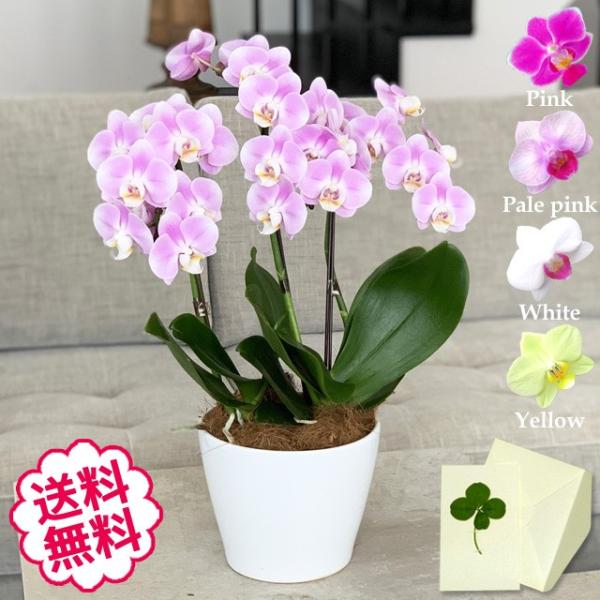 【送料について】本州・四国は送料無料。北海道・九州は別途送料600円（税込）、沖縄は別途送料1500円（税込）。胡蝶蘭テーブル3本立（5号）は、コンパクトながらもボリュームある仕上がり。ご自宅や小スペースのオフィス・お店・クリニックなどへの...