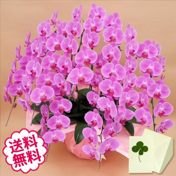 胡蝶蘭大輪の“ピンク”を7本を寄せ植えした多本立。その艶やかな姿から女性への贈り物に人気の胡蝶蘭。1本に約11輪前後の花を着けた「デラックス」クラスの多本立は存在感のある豪華な仕上がり。就任祝い、開業・創立記念や親しい方のお祝い等、特別な日...