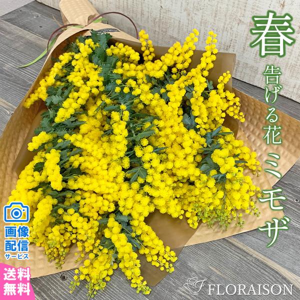 ※2/17〜3/15までの発送です。数量限定の為、予告なく終了する場合があります。■ギフト対応春の花 春を告げる花「ミモザ」 ミモザのロングブーケ明るいイエローと小花が可愛らしい、季節限定の花束。ドライフラワーにもなります。【送料無料】※一...