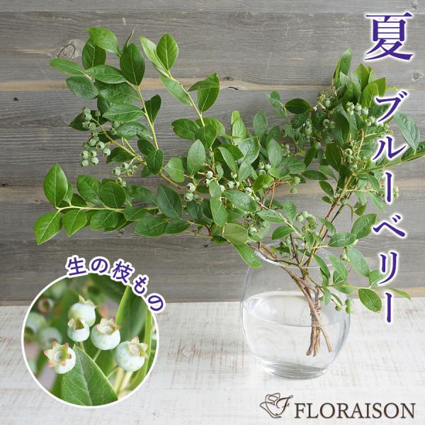 ※5月中旬〜9月まで生花商品はクール便料金を頂戴します（商品代込）※7/23までのお届け、ご注文受付は7/20までです。■夏を楽しむ緑の枝 ブルーベリー 実物 枝 生花お花のある生活、始めませんか？のびのびとした枝とコロンとした実が魅力です...