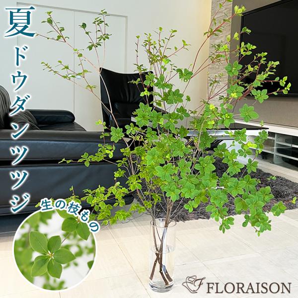 お盆期間中のお届けについて・8/10 13時までの注文は8/14までにお届け以降のお届けは8/22以降となります【お客様の御要望にお応えし、長さアップしました！！】■夏を楽しむ緑の枝 ドウダンツツジお花のある生活、始めませんか？鮮やかなグリ...