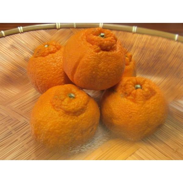 愛媛県の温暖な気候と豊かな土壌で育った、**愛媛県産 不知火（しらぬい）**を愛媛から直送でお届けします。不知火は、・「清見」と「ポンカン」を掛け合わせてできています・果汁たっぷりで濃厚な甘み・酸味が少なくコクのある味わい・皮がむきやすく、...