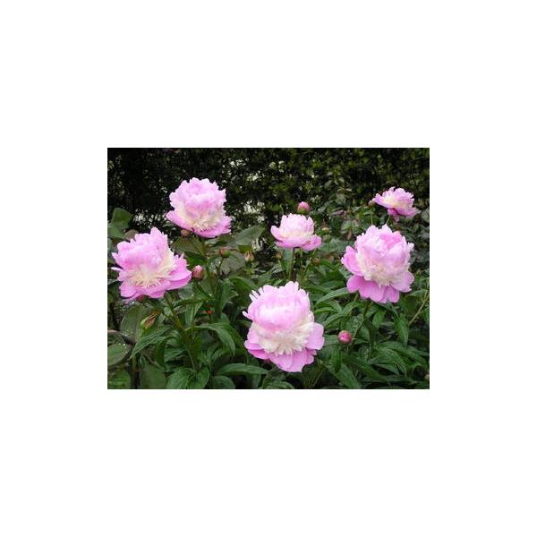 ●置き場所　日当たりの良い場所で育てます。日当たりの悪い場所では花付きが悪くなります。地中が高温になると根が弱り生育に悪影響を及ぼすおそれがあるので、鉢植えの場合、真夏は二重鉢（一回り大きな鉢にすっぽりと入れる）にして鉢内の温度が極端にあが...