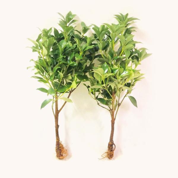 根付きなので新鮮長持ち！●サイズ:約50cm前後（２本セットの価格です）根付きのため、切花タイプのものよりも長持ちします。植物ですので、季節や仕入れのタイミングによっては葉の色・ボリュームに差がある場合がございます。予めご了承ください。●品...