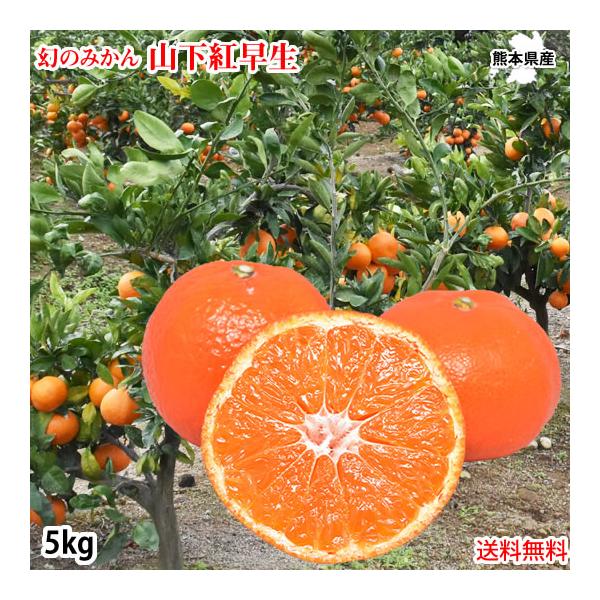 【発売日：2026年11月19日】■名称山下紅早生みかん■産地熊本県産■内容量5kg S〜2Lサイズ混合 ■送料下記地域は別途送料を頂いております。※東北300円・北海道500円・沖縄離島1,000円別途送料が掛かります。予めご了承ください...