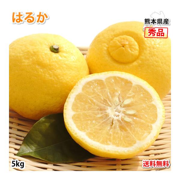 【発売日：2026年01月20日】■名称はるか■産地熊本県産■内容量5kg（M〜2Lサイズ混合） ■送料下記地域は別途送料を頂いております。※東北300円・北海道500円・沖縄離島1,000円別途送料が掛かります。予めご了承くださいませ。■...