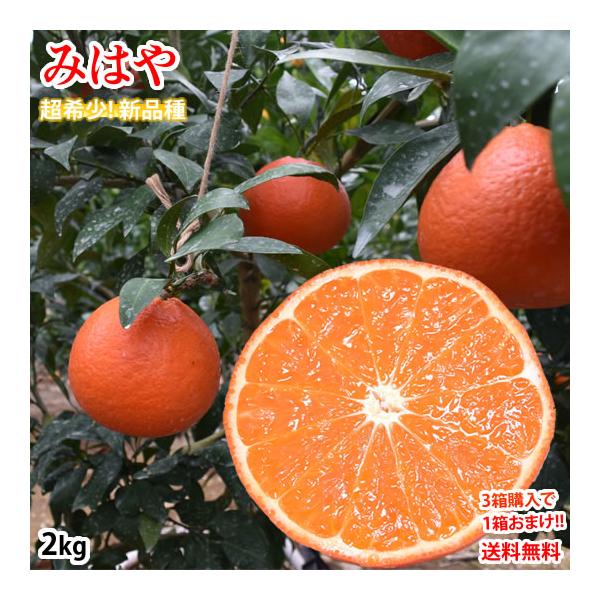 ■名称みはや■産地熊本県産■内容量2kg S〜Lサイズ混合 ■おまけ特典・3箱購入で1箱おまけ送料無料[合計4箱でお届け]・同一配送先のみ適用となります■送料下記地域は別途送料を頂いております。※東北300円・北海道500円・沖縄離島1,0...