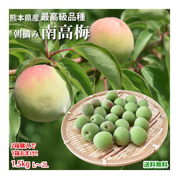 【発売日：2026年06月02日】■名称南高梅■産地熊本■内容量1.5kg（L〜2L）■特典2箱購入で1箱おまけ（合計3箱でお届け）※同一配送先のみの適用となります。■送料下記地域は別途送料を頂いております。※東北300円・北海道500円・...