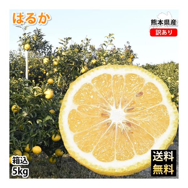 ■名称訳ありはるか■産地熊本県産■内容量箱込約5kg（内容量4kg＋不良果補償分500ｇ） ※サイズ無選別になります。(シミ・黒点・傷あり・不揃い)■送料下記地域は別途送料を頂いております。※東北300円・北海道500円・沖縄離島1,000...