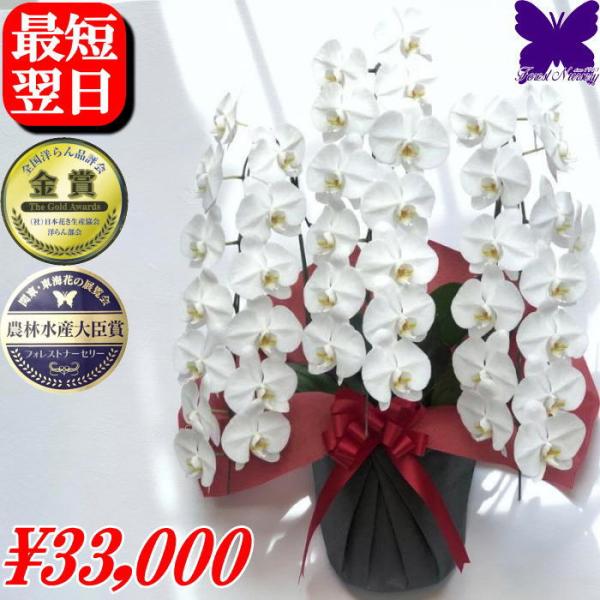 胡蝶蘭 大輪 3本立ち 39〜42輪胡蝶蘭 大輪 5本立ち 41〜45輪※植物の為、個体差があります。白 大輪 ギフト お祝い 開店祝 開院祝 開業祝 移転祝 当選祝 胡蝶蘭専門店フォレストナーサリー 森洋蘭 胡蝶蘭3本立ち お祝い 胡蝶蘭...