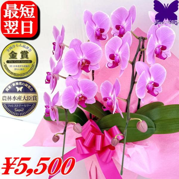 ※このお花は生産量が少ない為、ご注文から【６日以内】のお届け限定での販売です。　６日以上の場合、当店にてキャンセル処理をさせて頂きます。　キャンセル時に当店からはご連絡は致しません。※植物の為、個体差があります。※このお花はラッピング用紙１...