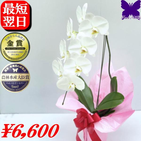 胡蝶蘭 白 １本仕立て 6〜8輪※植物の為、個体差があります。白 大輪 ギフト お祝い 開店祝 開院祝 開業祝 移転祝 当選祝 胡蝶蘭専門店フォレストナーサリー 森洋蘭 胡蝶蘭1本立ち お祝い 胡蝶蘭お供えお悔やみ叙勲就任退職退官還暦米寿新...