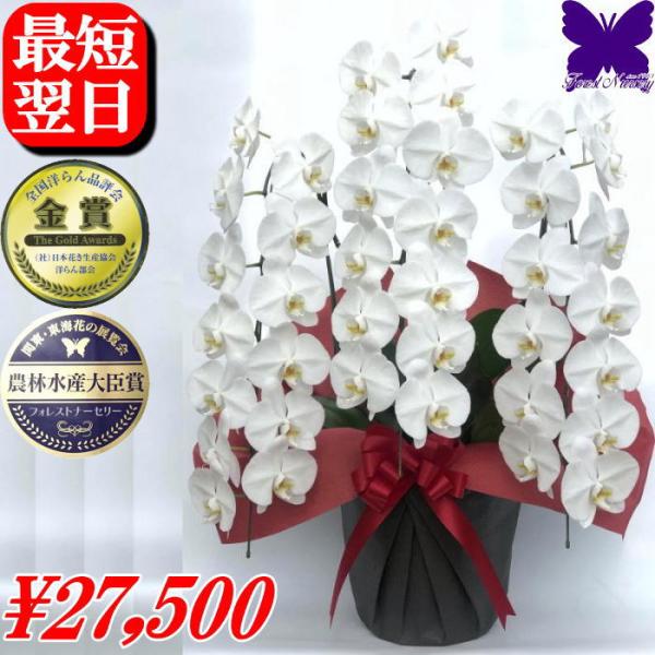 胡蝶蘭 大輪 白 3本立ち 36輪胡蝶蘭 大輪 白 5本立ち 35〜40輪※植物の為、個体差があります。白 大輪 ギフト お祝い 開店祝 開院祝 開業祝 移転祝 当選祝 胡蝶蘭専門店フォレストナーサリー 森洋蘭 胡蝶蘭3本立ち お祝い 胡蝶...