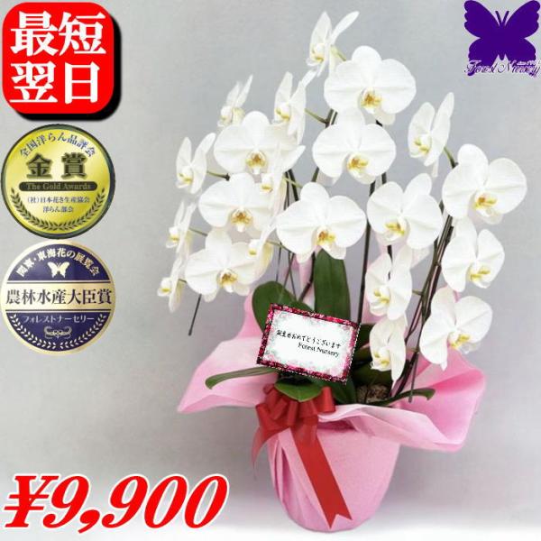 ■胡蝶蘭　白　３本仕立て　輪数：２１輪■胡蝶蘭　白　２本仕立て　輪数：１６輪※植物の為、個体差があります。■送料：無料です。　送料は当店が負担致します。■ラッピング：ラッピングは無料です。　（一部ラッピングは除く）■立て札・メッセージカード...