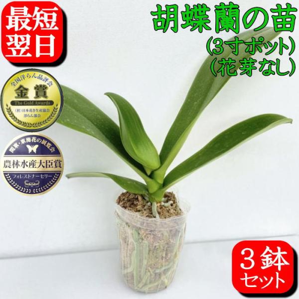 胡蝶蘭 苗 白 花芽なし 3〜5株セット 3寸苗 6600円〜 花苗 胡蝶蘭苗 洋ラン苗 胡蝶蘭栽培 胡蝶蘭の苗 販売店 神奈川県平塚市から胡蝶蘭を直送 胡蝶蘭で農林水産大臣賞を受賞した胡蝶蘭専門農家の生産直売です 母の日 父の日 敬老の日...