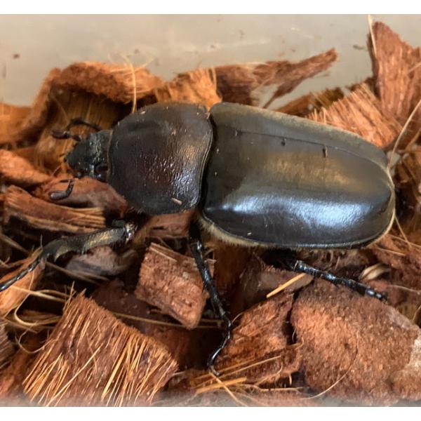 国産カブトムシ(メス　フリーサーズ)の成虫　単体１匹になります。7月下旬羽化※飼育には別途　飼育ケース・昆虫マット・止まり木・昆虫ゼリーなどが必要になります。【ご注意】同梱(一梱包)での発送可能数は、生体の場合　３匹まで、生体以外の場合　同...