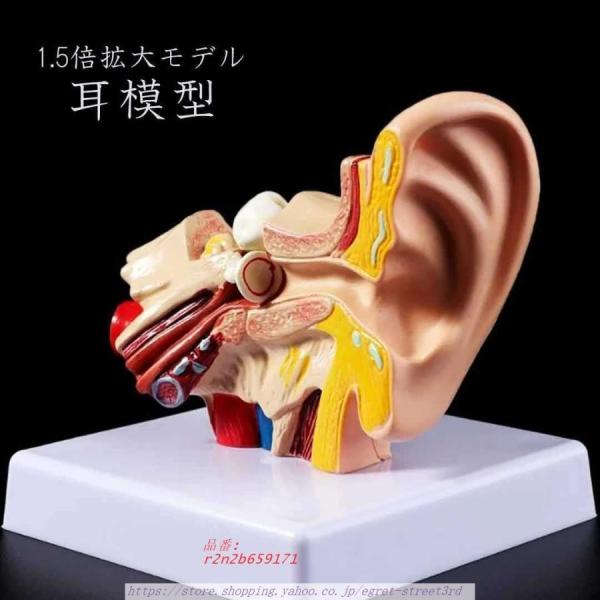 サイズ約11CM×約10CM×約7CM重量約300G素材 レジン＊鼓膜部分は取り外し可能です＊スタンド付き＊人体に関しての専門的なご質問についてはお答えできかねますのでご遠慮ください身体の構造を立体的に見ることにより、覚えやすく実用的！立体...