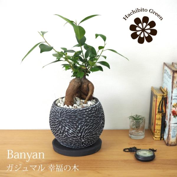 ■ 商品仕様品種：ガジュマル植木鉢のサイズ：5号 / 15cm植物のサイズ：横幅約20〜30cm / 高さ約25〜40cm（植木鉢を含めた全体の高さ）