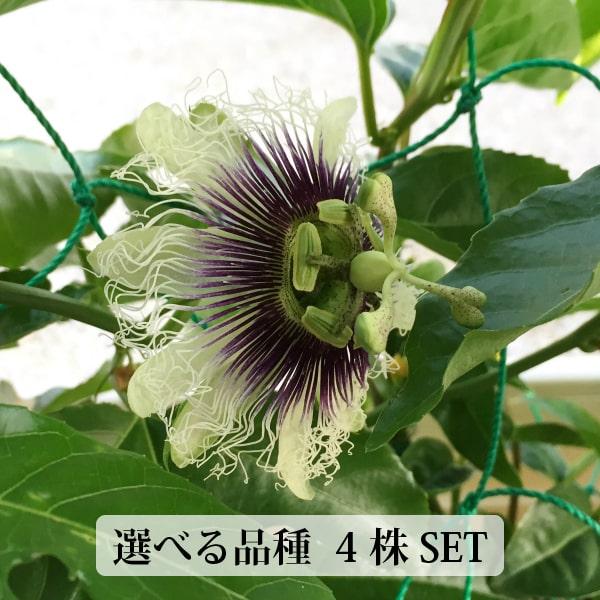 エコグリーン！実のなるパッションフルーツで緑のカーテンを作ろう。■ 商品仕様商品名：パッションフルーツ / エドゥリス号数：3号 × 4鉢セット植物のサイズ：高さ約20-40cm