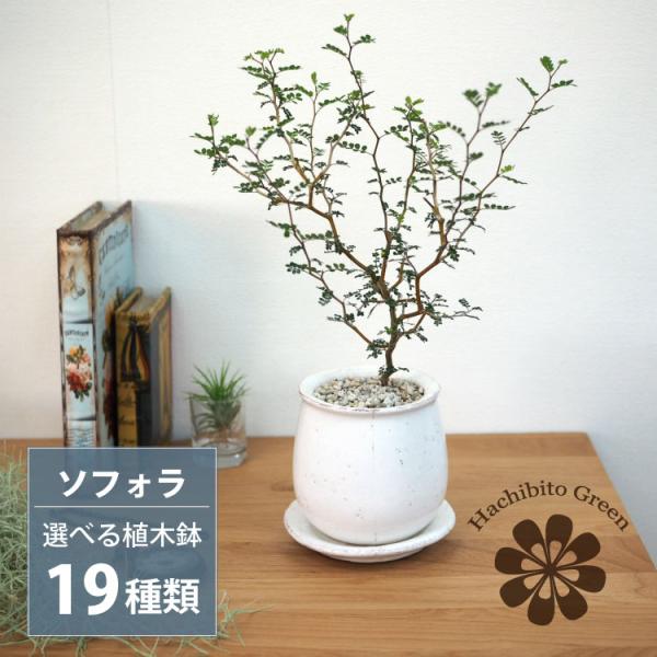 ソフォラという植物をご存知でしょうか？遠くから見るとただの枝と勘違いしてしまうような細い枝と2〜3ミリほどの小さな葉をつける。マメ科ソフォラ属の植物。「リトルベイビー」です。原産地はニュージーランドで日本ではまだあまり流通していない植物で株...