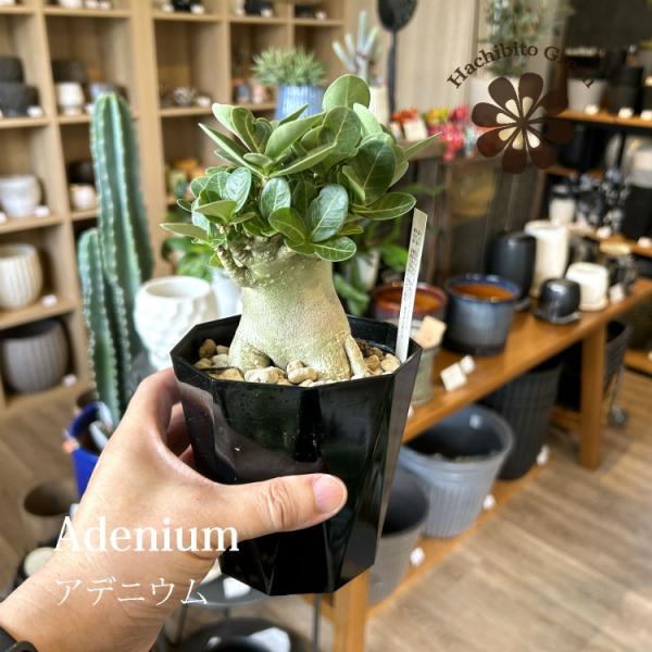 ■ 商品仕様植物名：アデニウム植木鉢のサイズ：4号 / 12cm （プラスチック）植物のサイズ：横幅約8〜15cm / 高さ約20〜25cm（植木鉢を含めた全体の高さ）