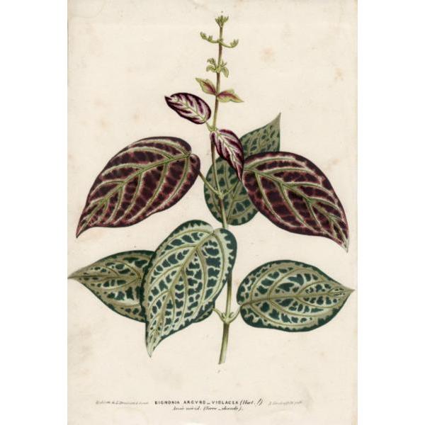 アンティーク☆BIGNONIA ARGYRO_VIOLACEA☆植物画 リトグラフ
